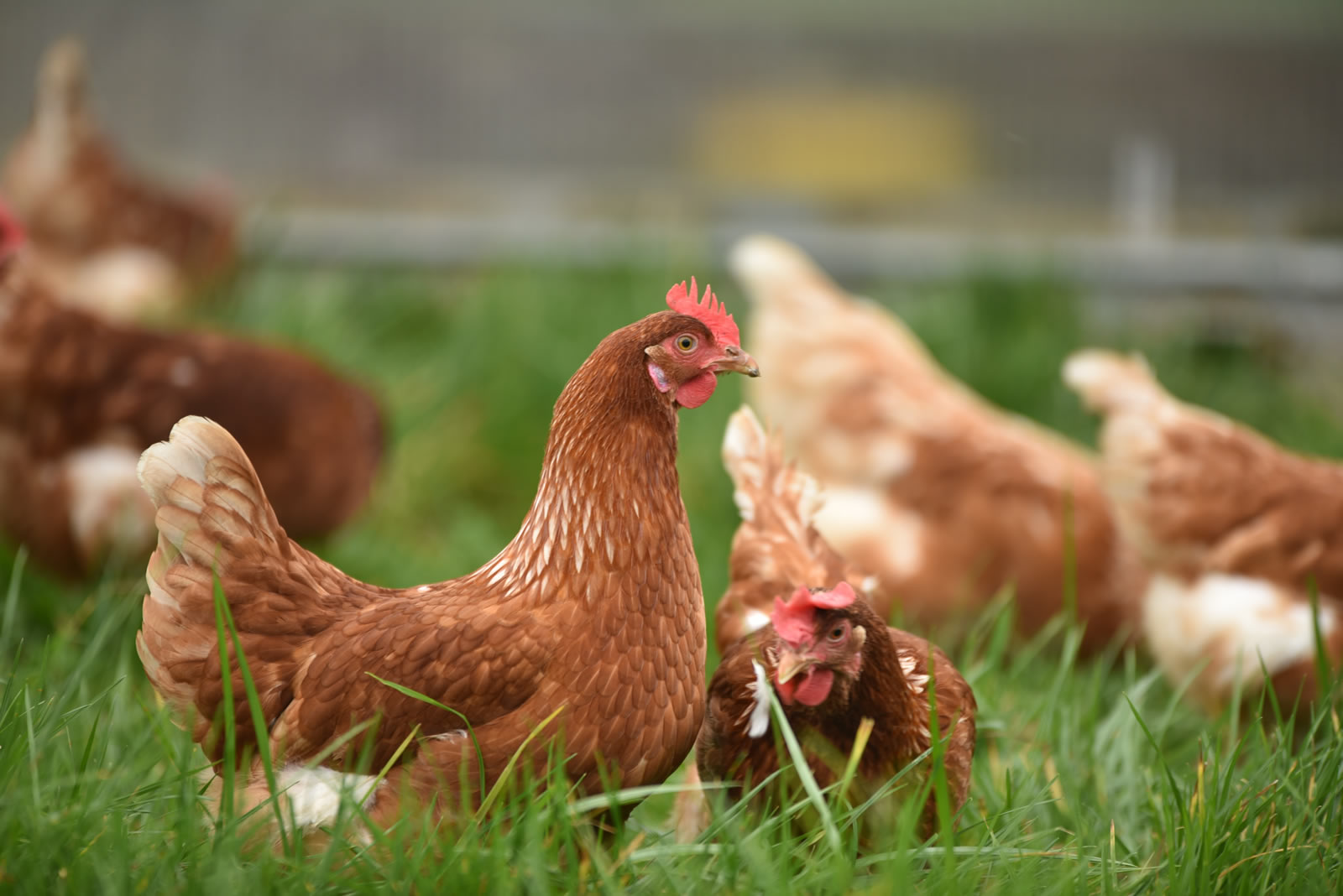 Tennessee Master Backyard Poultry Producer | Agriculture and Natural ...
